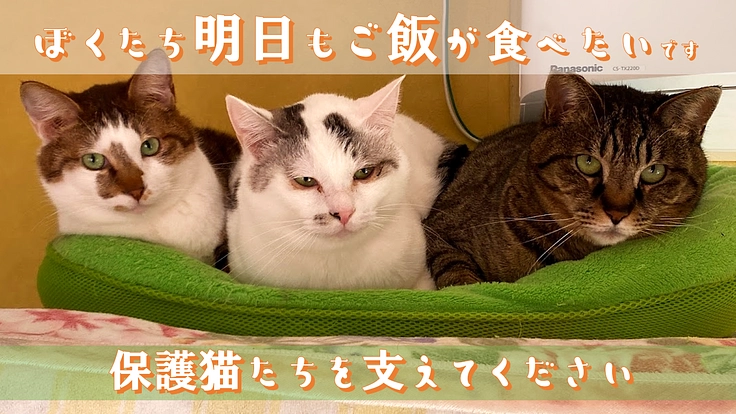 TNR三昧の月になりました！ 2025/11/24 | 保護猫・TNRサポーター募集中｜駆け込み相談所を応援してください☆（NPO法人もふっこひだ - 継続寄付 READYFOR