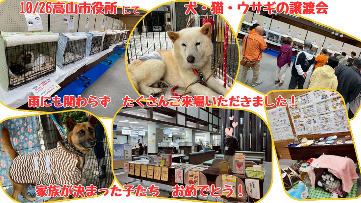 TNR三昧の月になりました！ 2025/11/24 | 保護猫・TNRサポーター募集中｜駆け込み相談所を応援してください☆（NPO法人もふっこひだ - 継続寄付 READYFOR